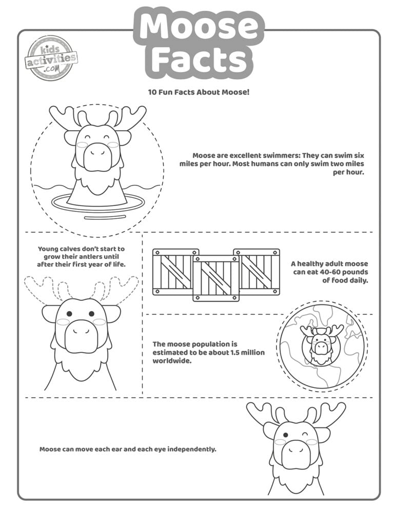 Moose Facts For Kids of All Ages Kids Activities Blog