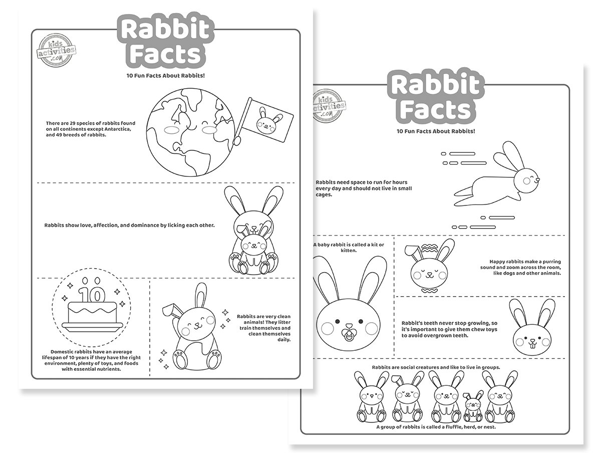 10 Rabbit Facts For Kids and Owners | Kids Activities Blog