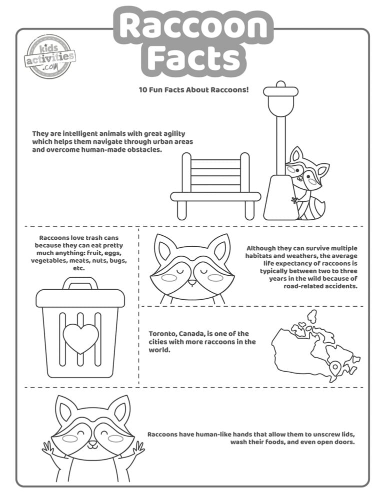 Cute & Adorable Raccoon Facts Kids Activities Blog