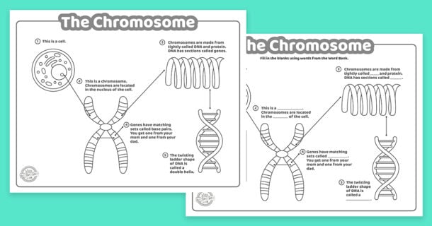What are Chromosomes? Science Worksheets for Kids | Kids Activities Blog