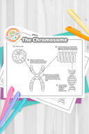 What are Chromosomes? Science Worksheets for Kids | Kids Activities Blog