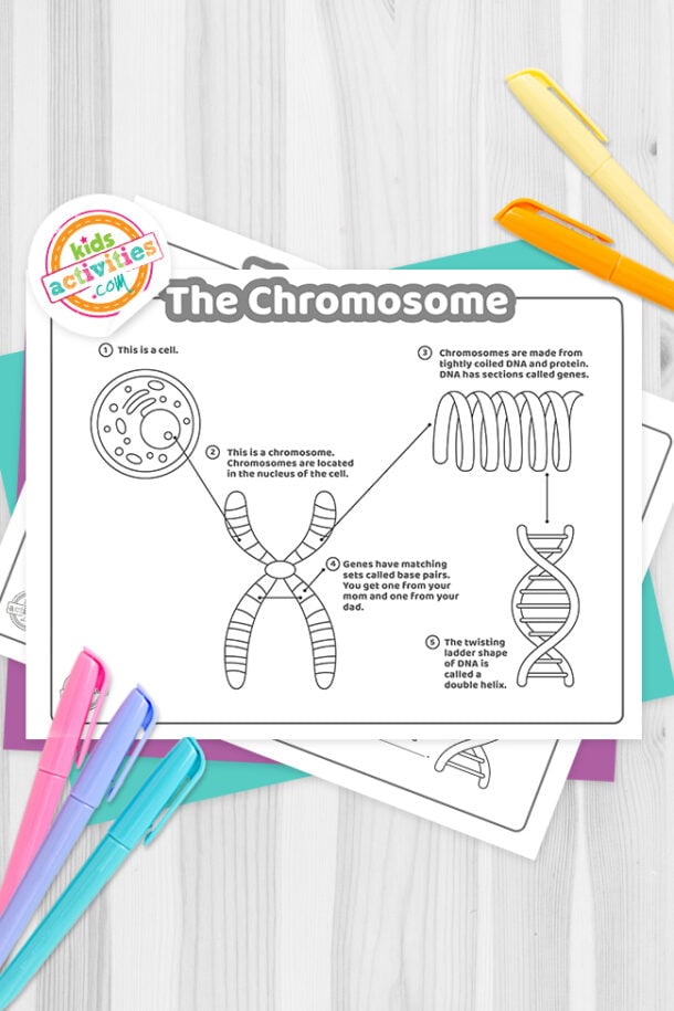 What are Chromosomes? Science Worksheets for Kids | Kids Activities Blog
