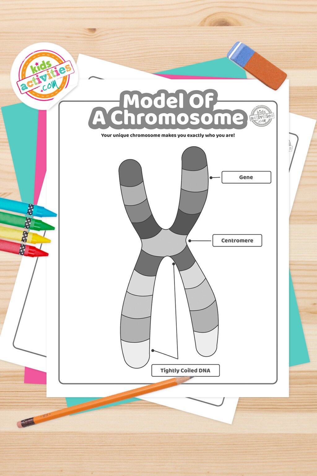 Simple Model of a Chromosome For Kids of All Ages – ParentingBest.com