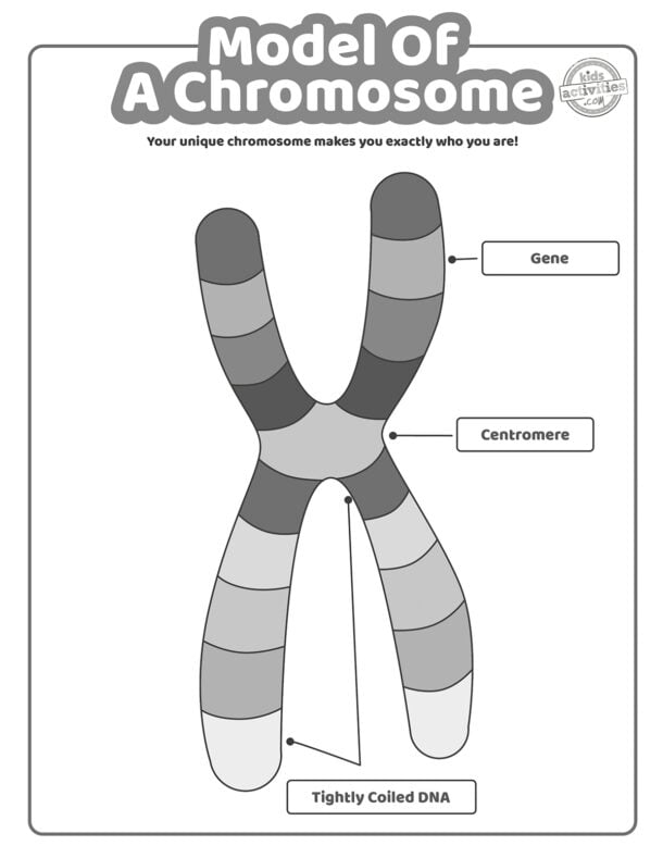 Simple Model of a Chromosome For Kids of All Ages – ParentingBest.com