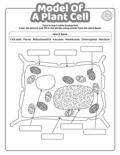 Model of a Plant Cell Worksheet & Coloring Pages | Kids Activities Blog