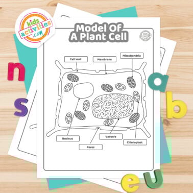 Model of a Plant Cell Worksheet & Coloring Pages | Kids Activities Blog