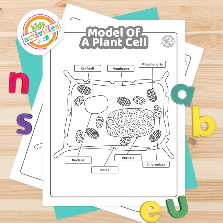 Model of a Plant Cell Worksheet & Coloring Pages | Kids Activities Blog