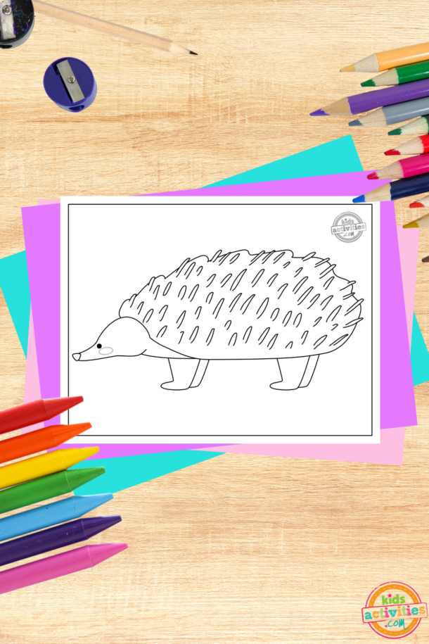 Unique Printable Echidna Coloring Page | Kids Activities Blog