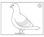 Free Printable Pigeon Coloring Page | Kids Activities Blog