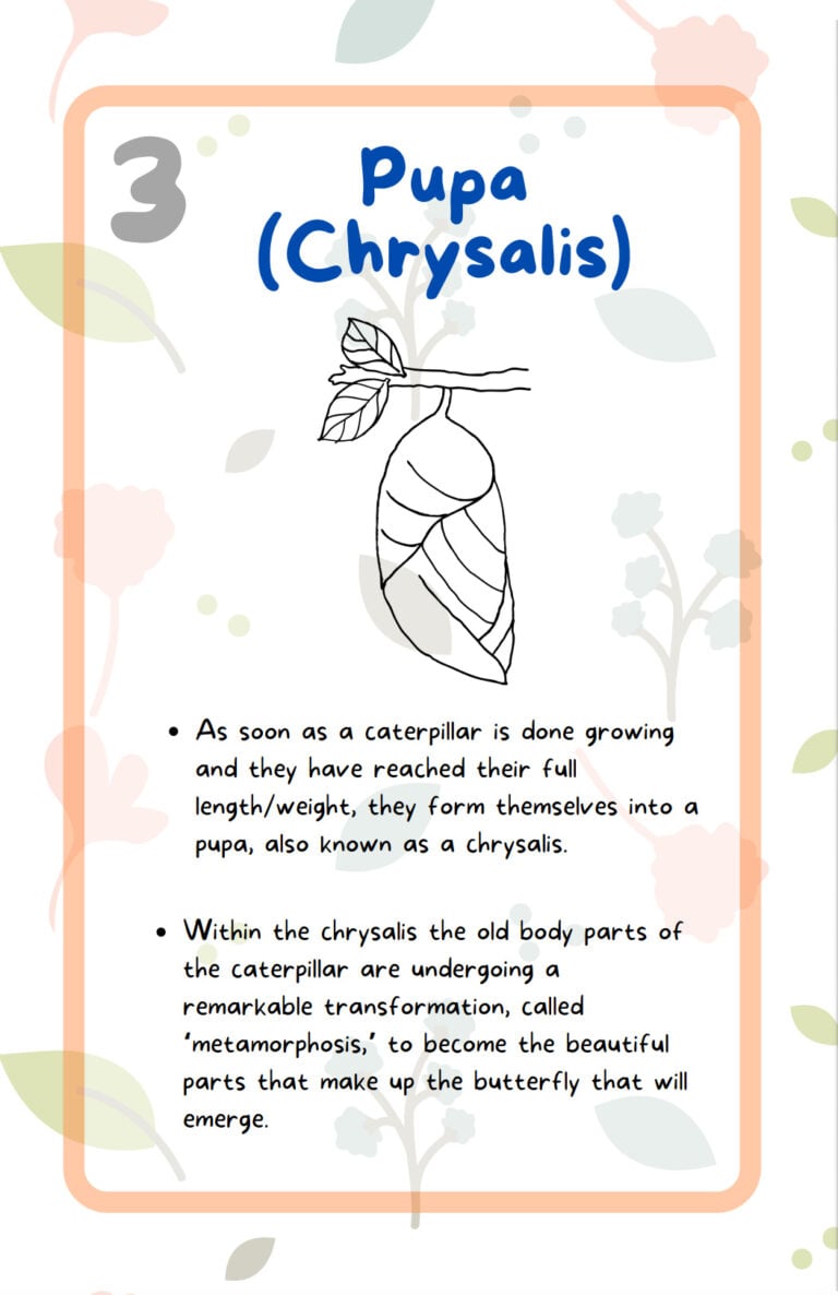 Explore the Butterfly Lifecycle with this Fun Printable Set Kids ...