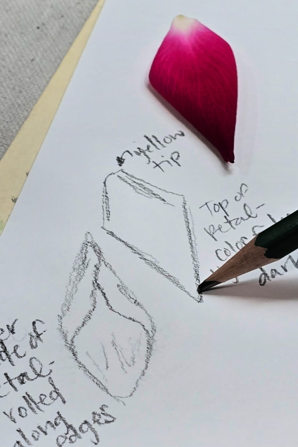 Nature Study Art Project for Kids • Kids Activities Blog