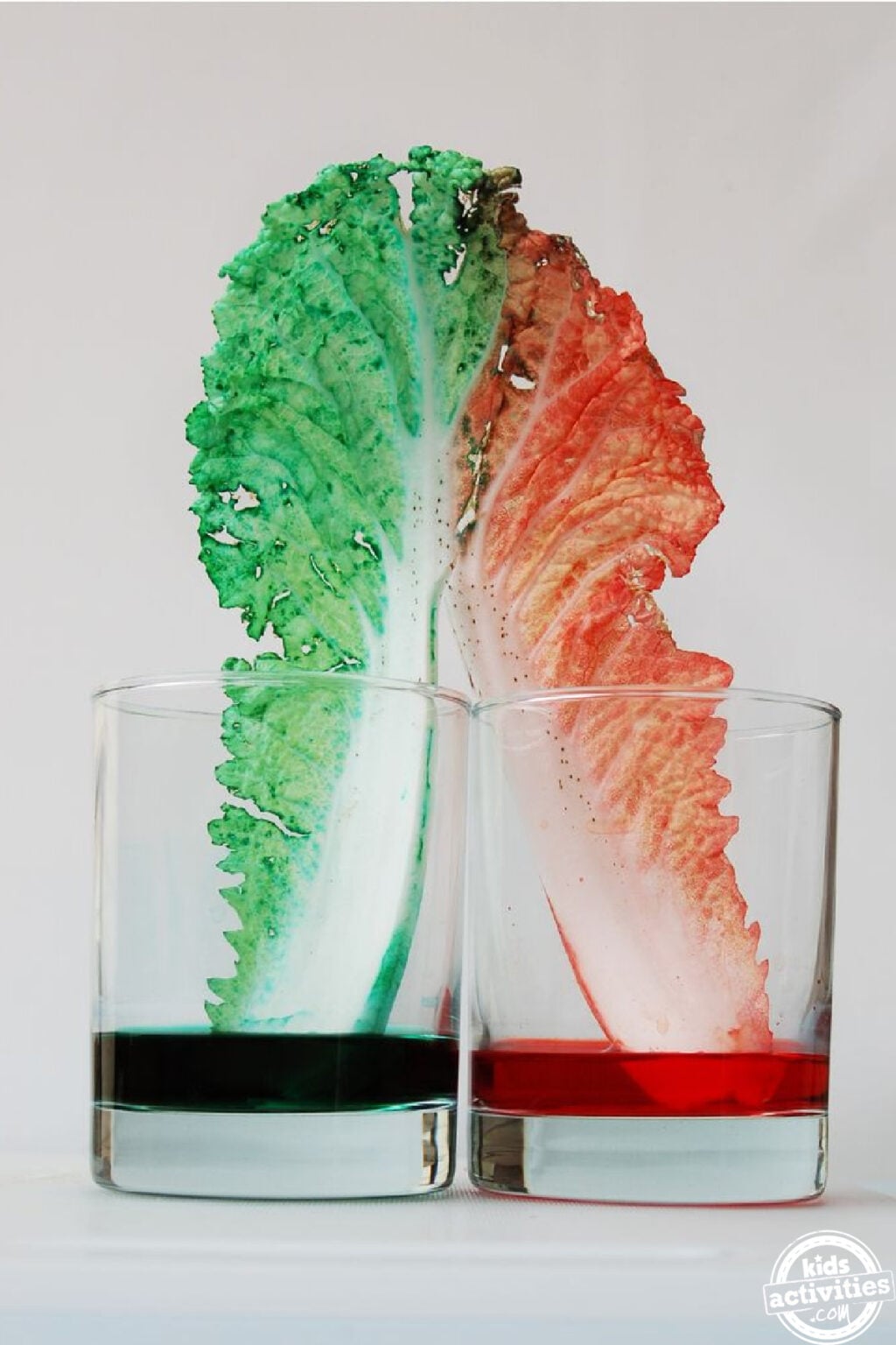Science Experiments for Kids