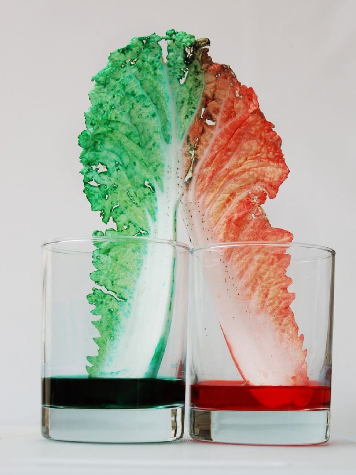 Cabbage + Color = Science Magic! - Kids Activities Blog