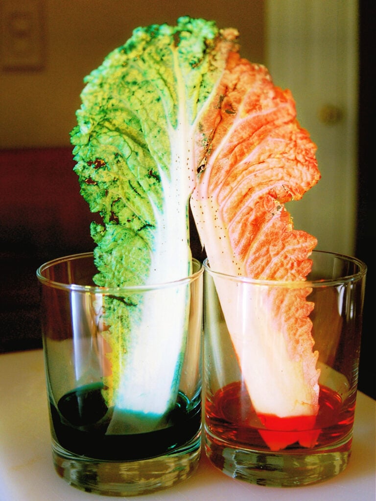Rainbow Cabbage Leaves: Exploring Capillary Action with Color Kids ...