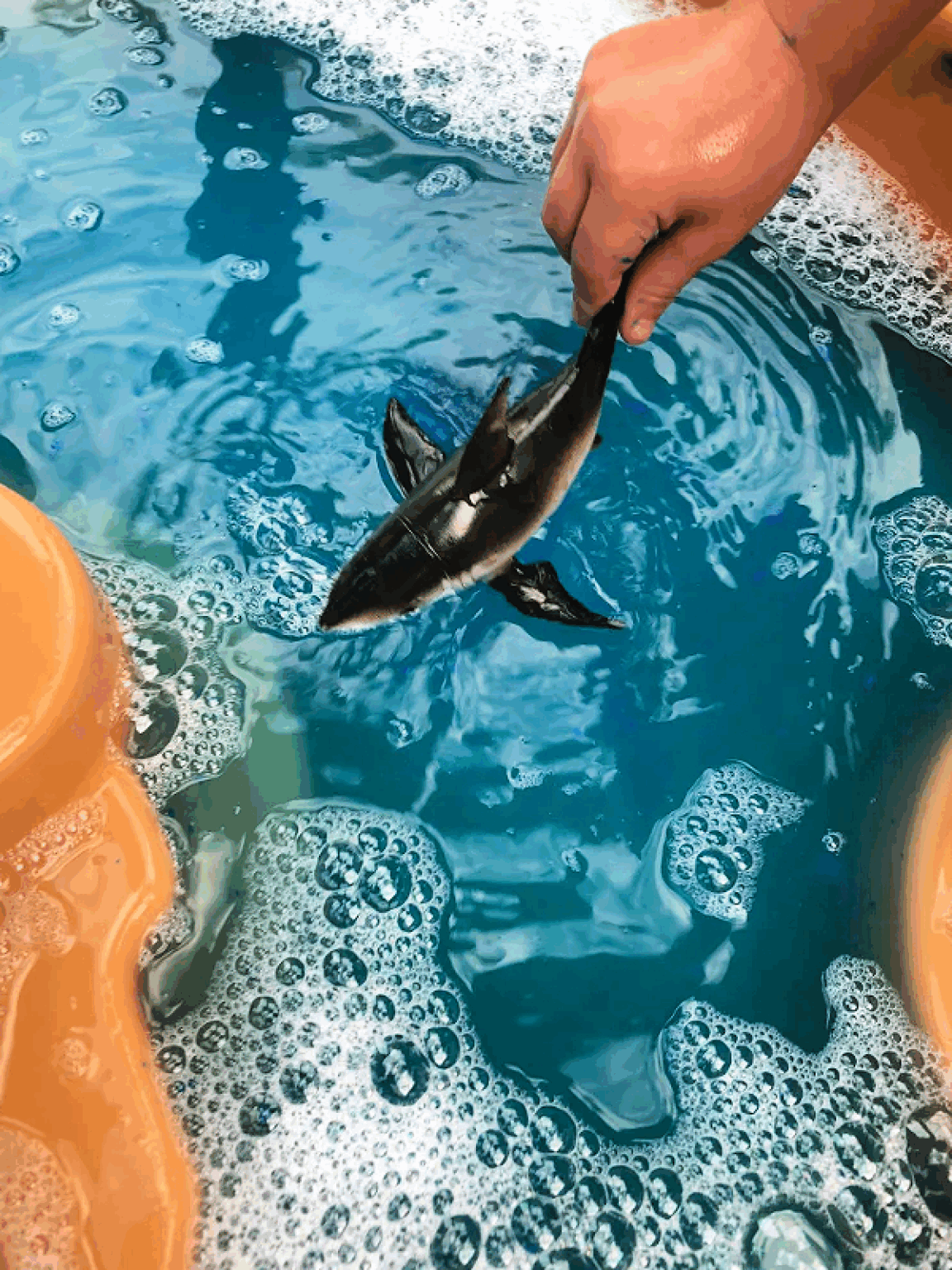 Shark Week Fun: Shark Sensory Bins For Toddlers and Preschoolers | Kids ...