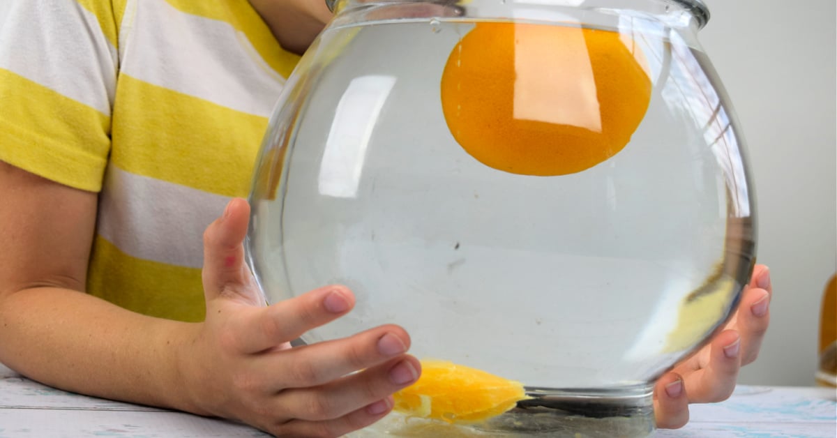 Easy Density Science Experiment for Kids Using Oranges Kids Activities Blog